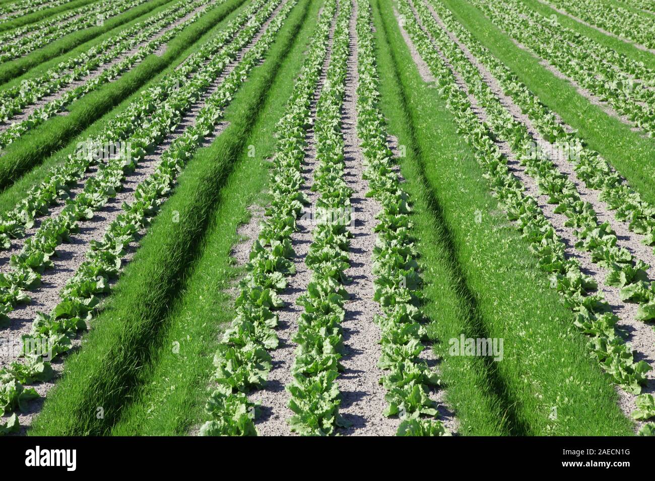 Lettuce field farming hi-res stock photography and images - Alamy