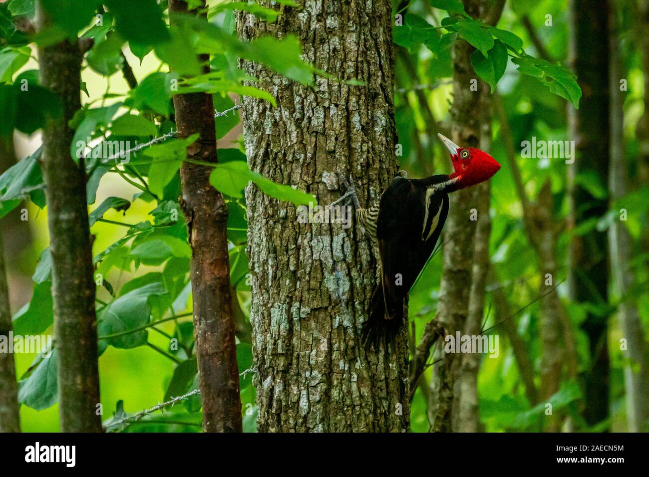 Woodpeckers of panama hi-res stock photography and images - Alamy