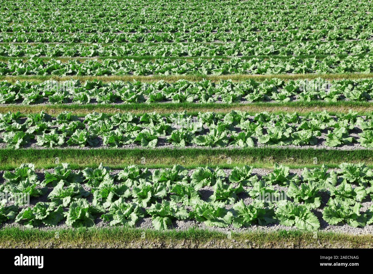 Lettuce farm hi-res stock photography and images - Alamy