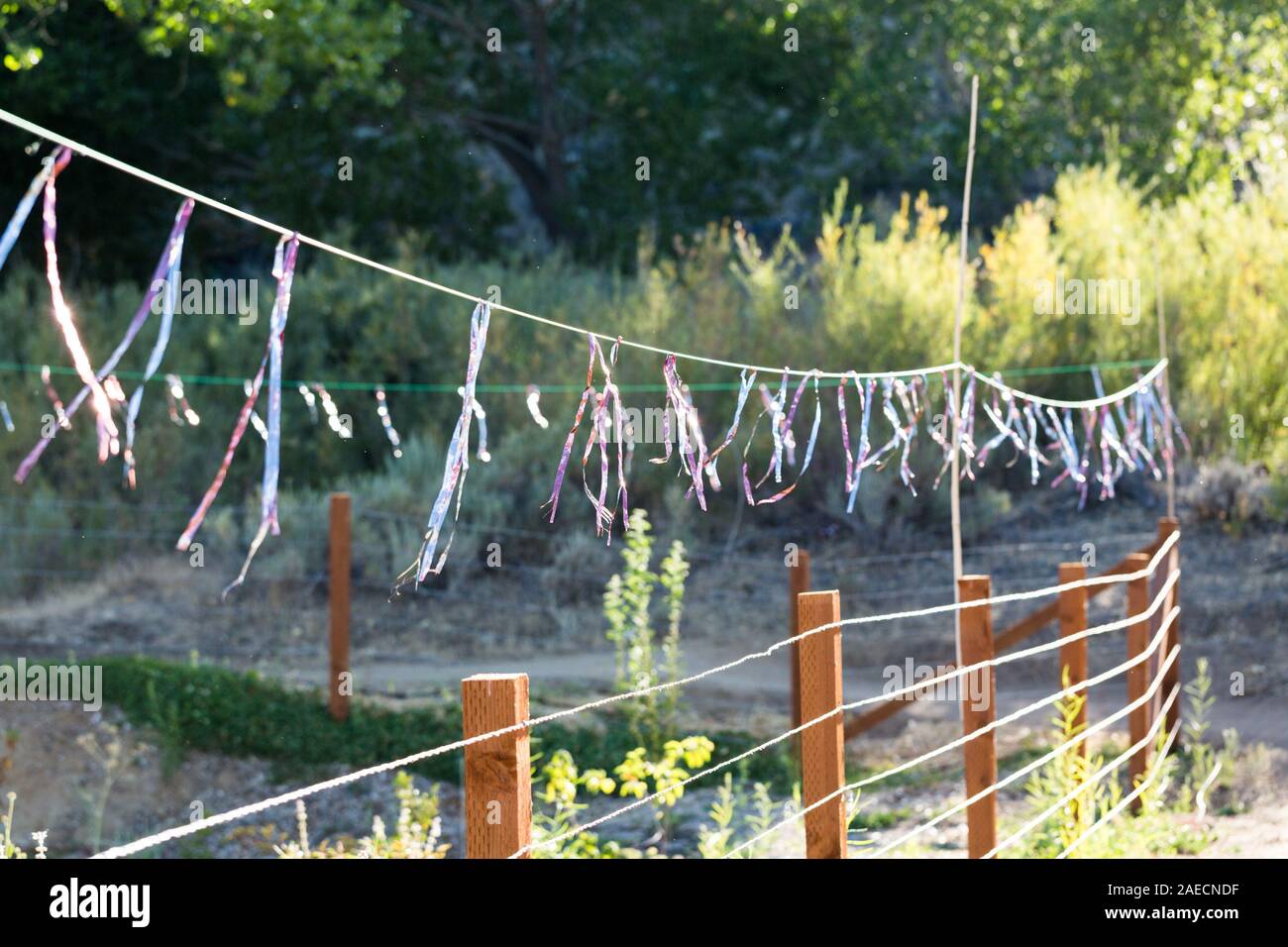 Fluttering ribbons around a garden for bird deterrent Stock Photo - Alamy