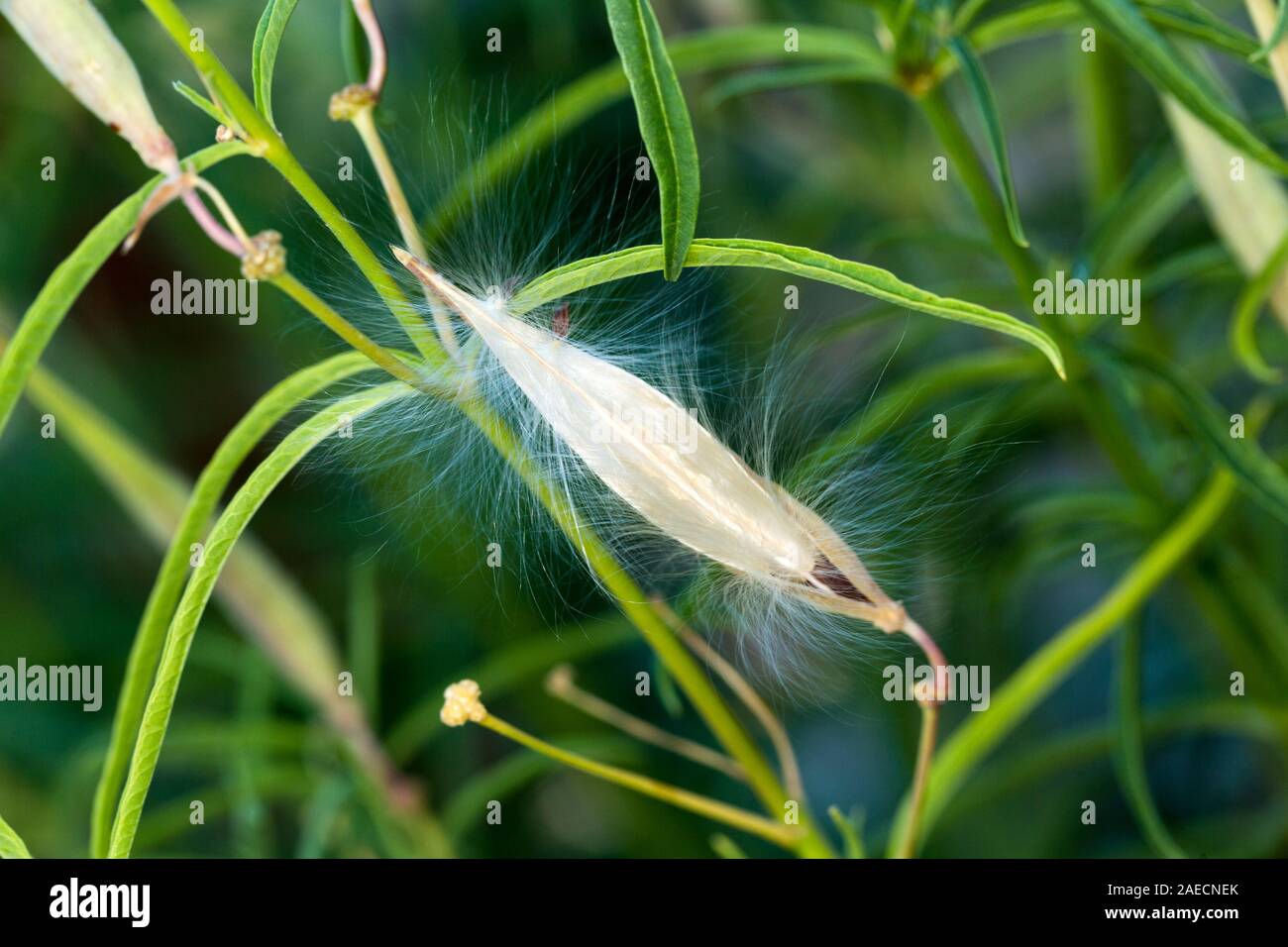 Milkweed seed pods coming out of plants to float away Stock Photo - Alamy