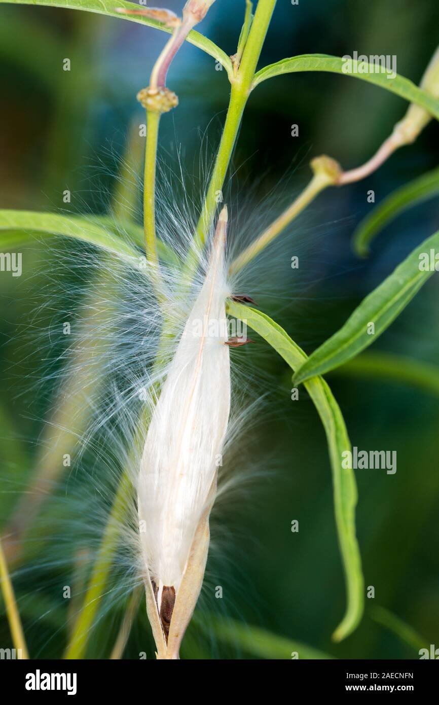 Milkweed seed pods coming out of plants to float away Stock Photo - Alamy