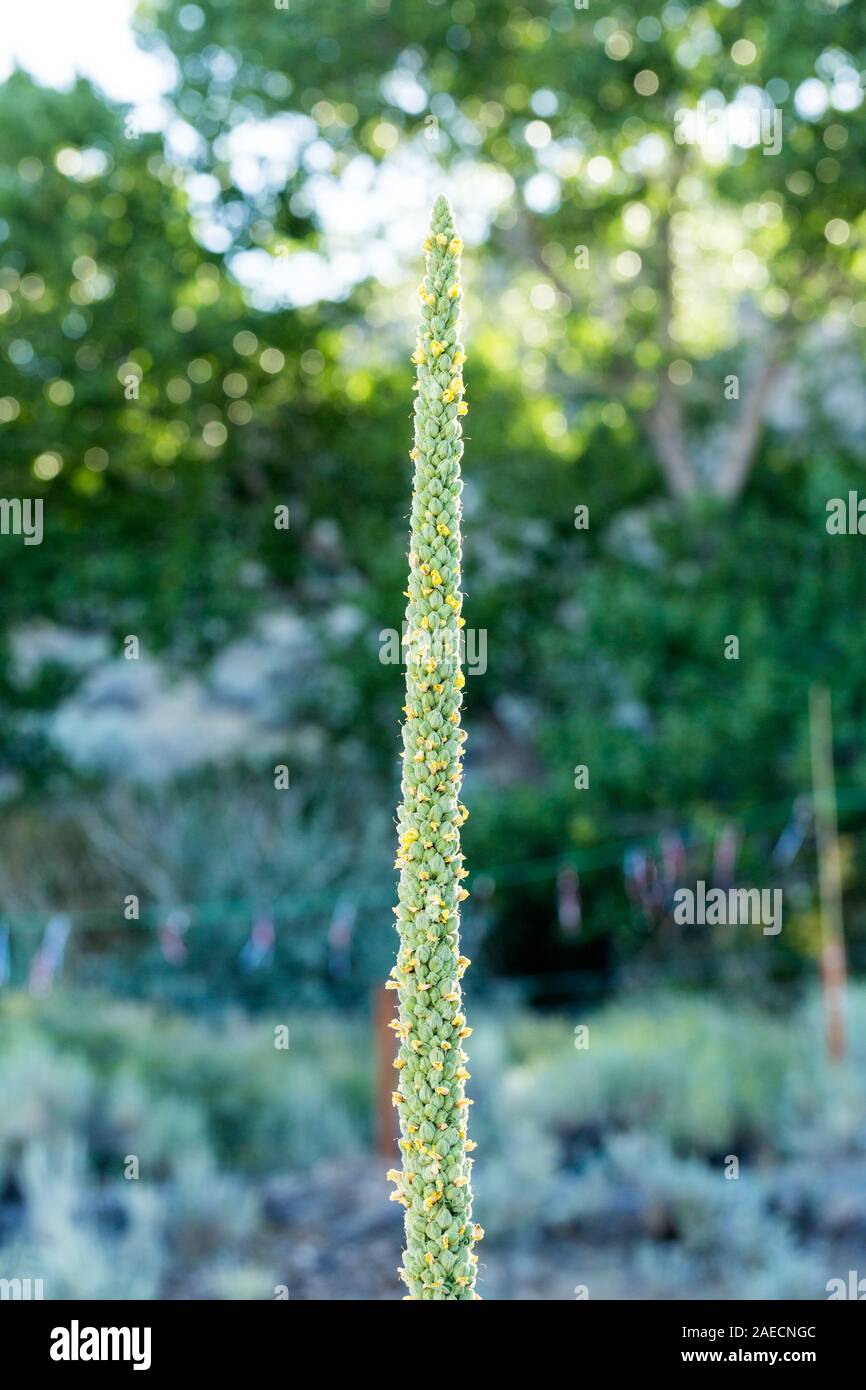 Tall mullein bush with yellow blooms growing in a garden Stock Photo ...