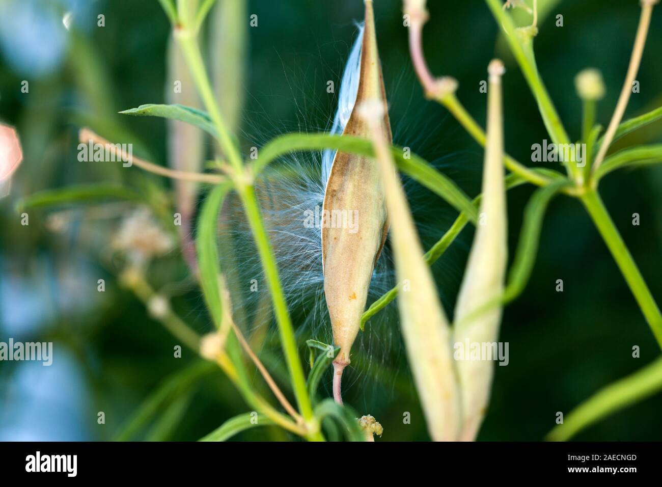 Milkweed seed pods coming out of plants to float away Stock Photo - Alamy