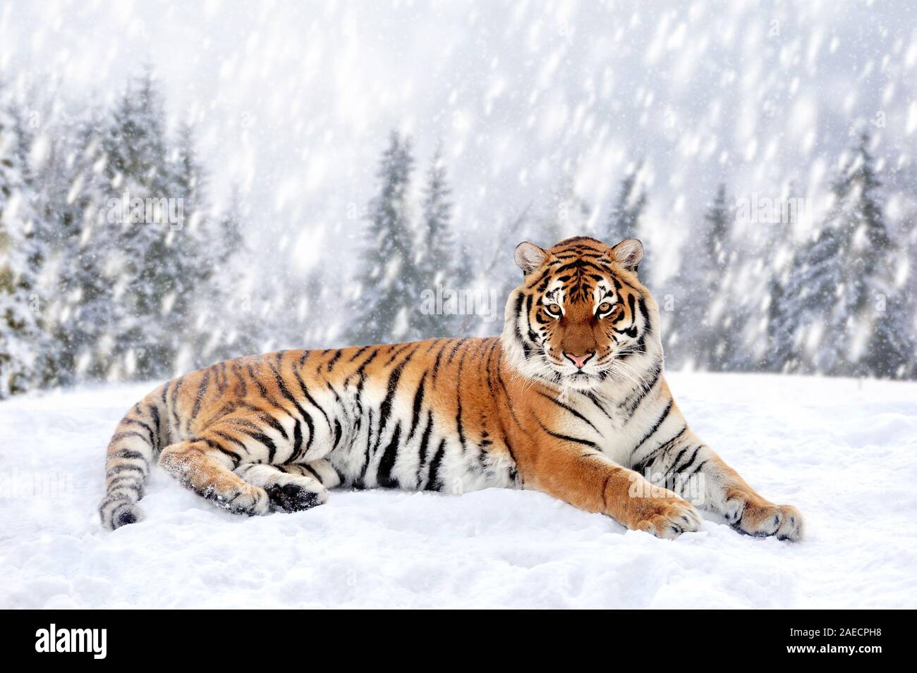 Tiger in a snow on winter background. New Year card Stock Photo - Alamy