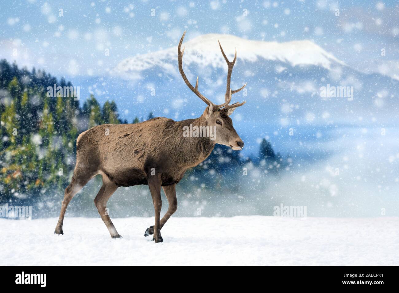 Winter Deer Photography