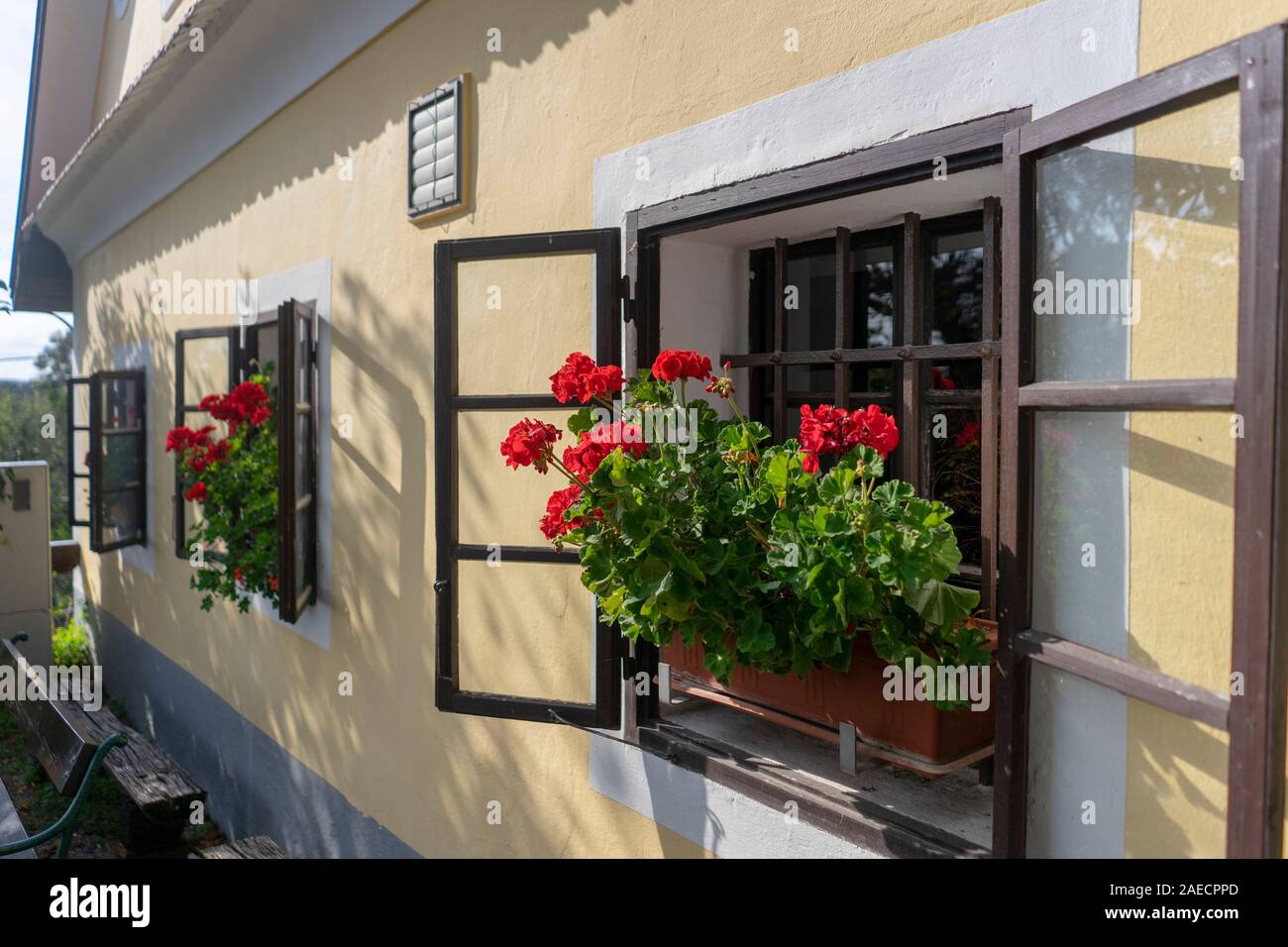 Red pelargonium flowers on the window Stock Photo - Alamy