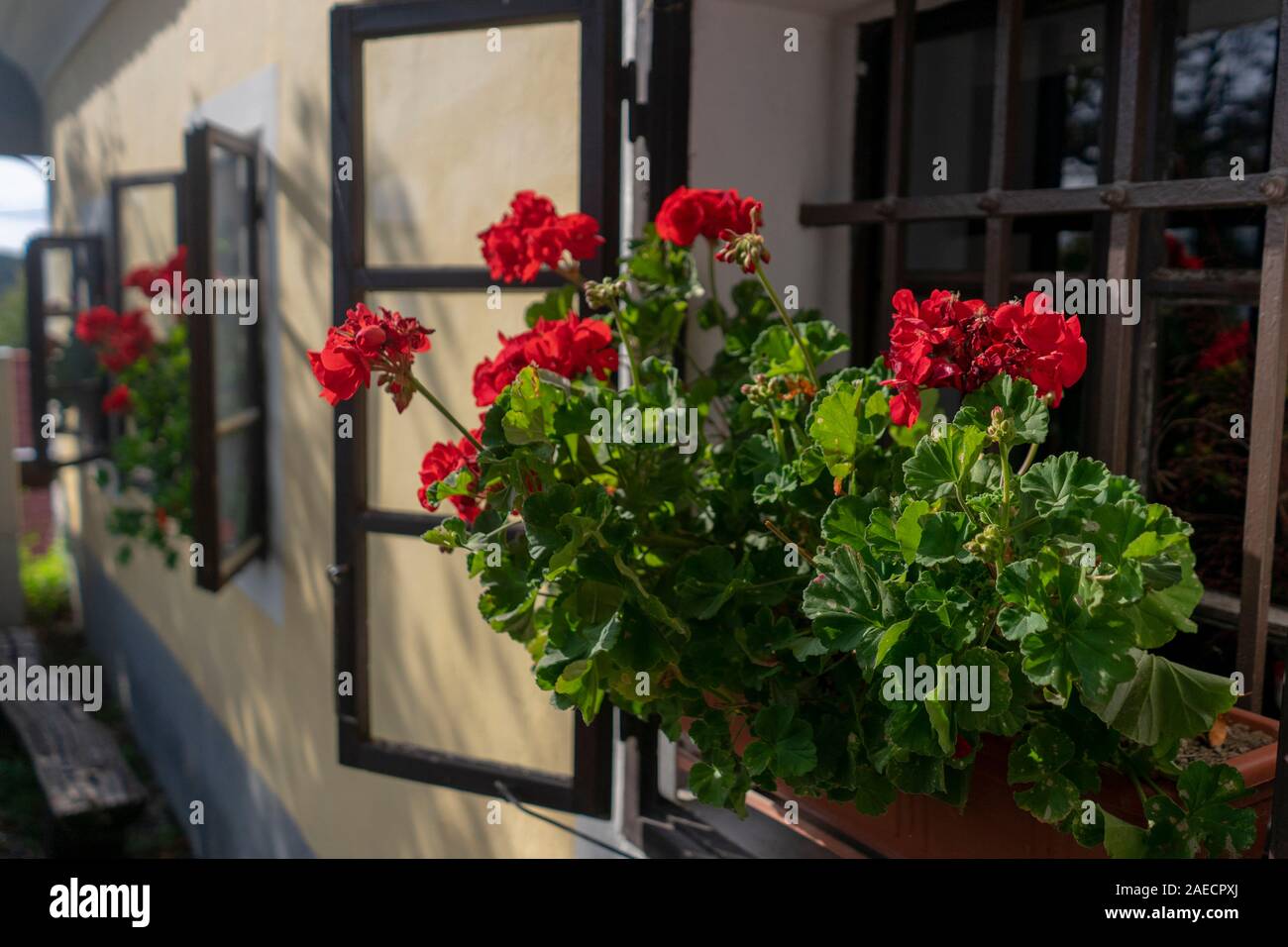 Red pelargonium flowers on the window Stock Photo - Alamy