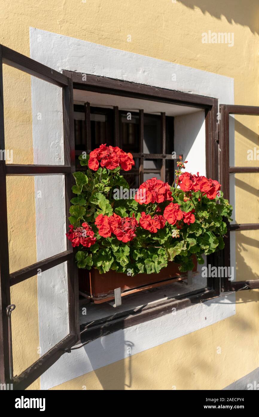 Red pelargonium flowers on the window Stock Photo - Alamy