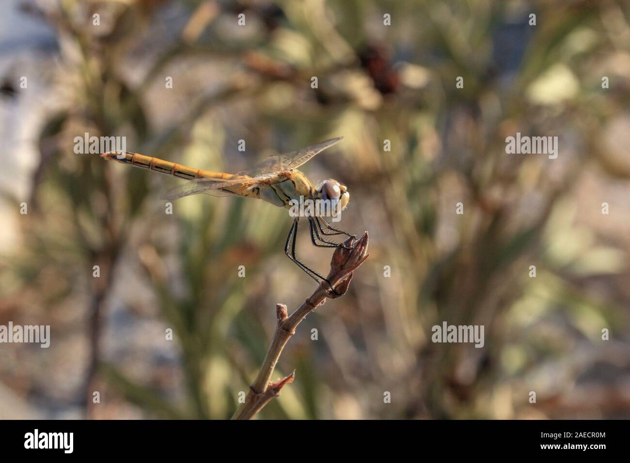 Dragonfly standing on a branch in Turkey Stock Photo - Alamy