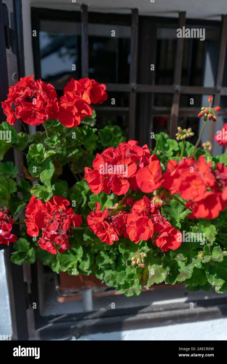 Red pelargonium flowers on the window Stock Photo - Alamy