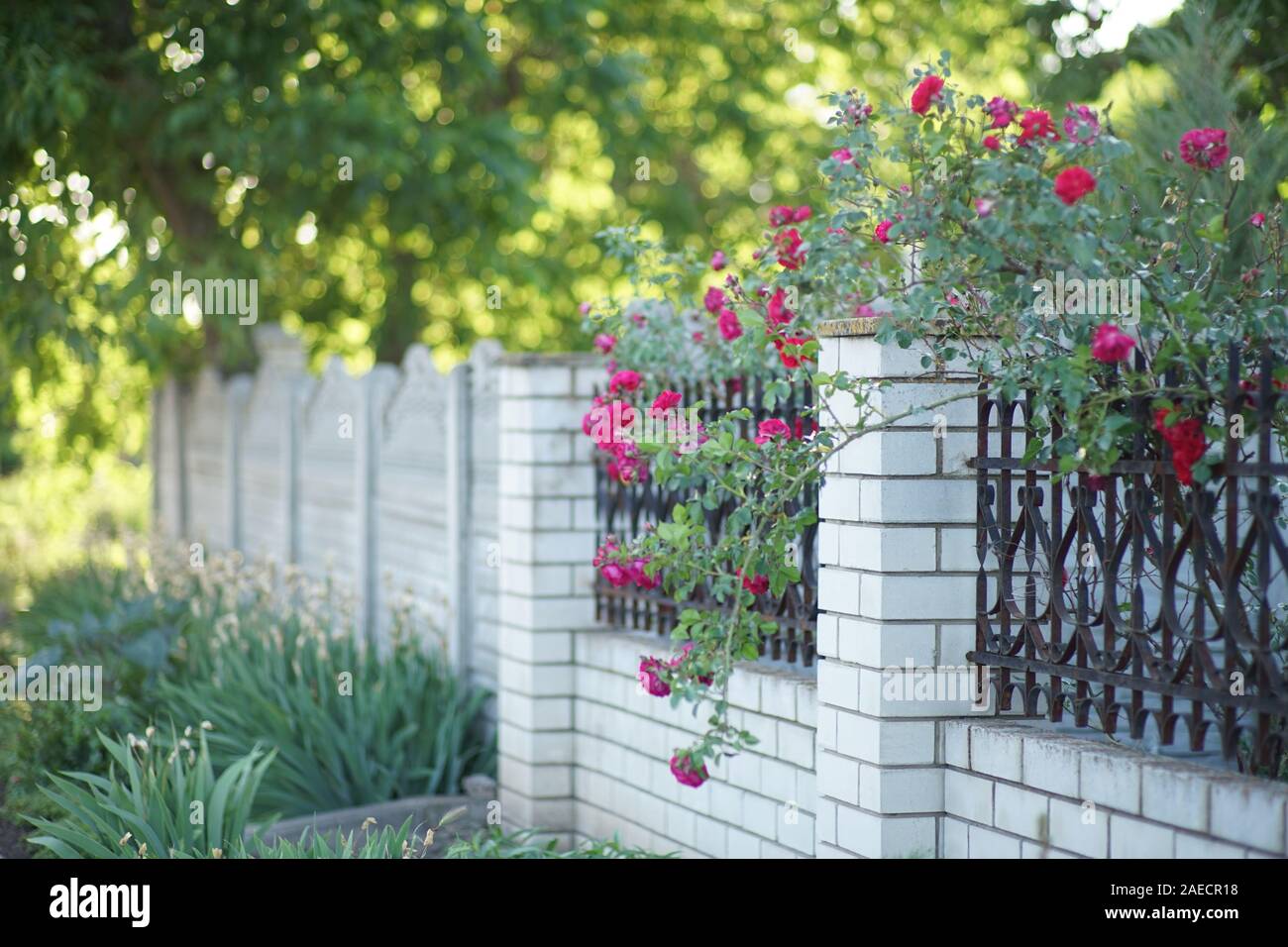 Garden roses brick wall red hi-res stock photography and images - Alamy