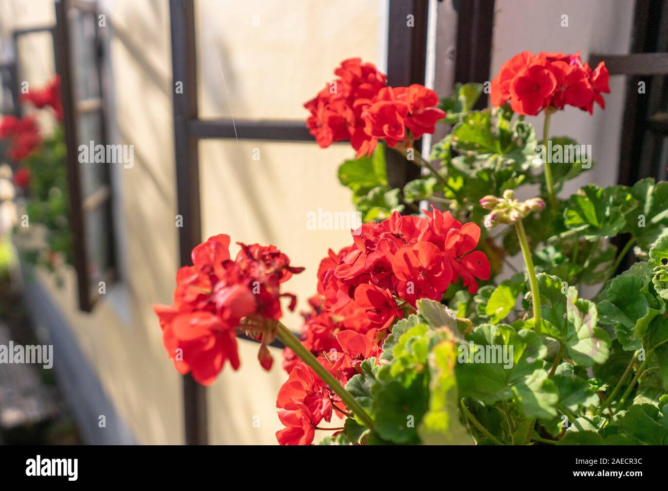 Red pelargonium flowers on the window Stock Photo - Alamy