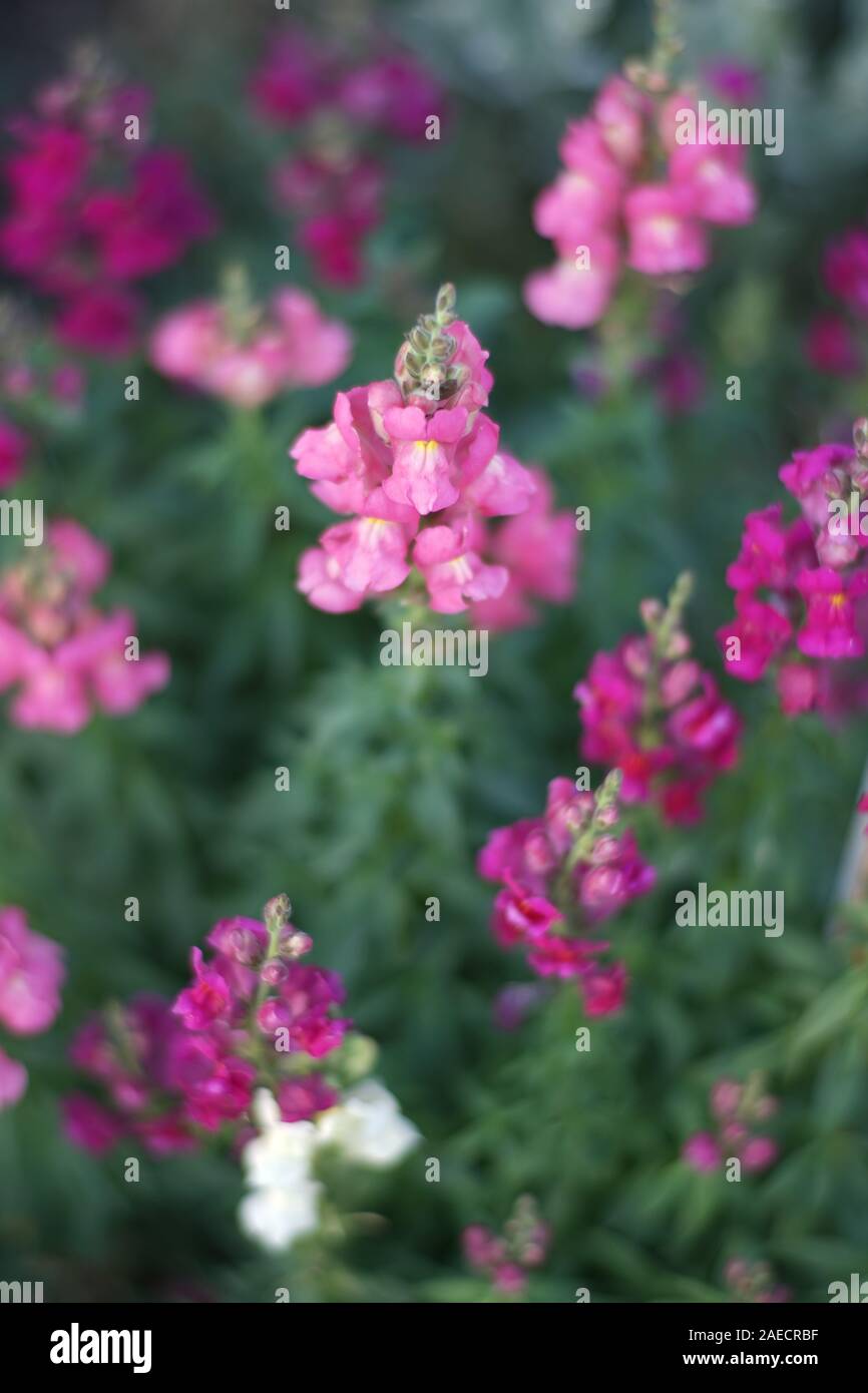 Pink snapdragon flowers grow in the garden closeup Stock Photo - Alamy