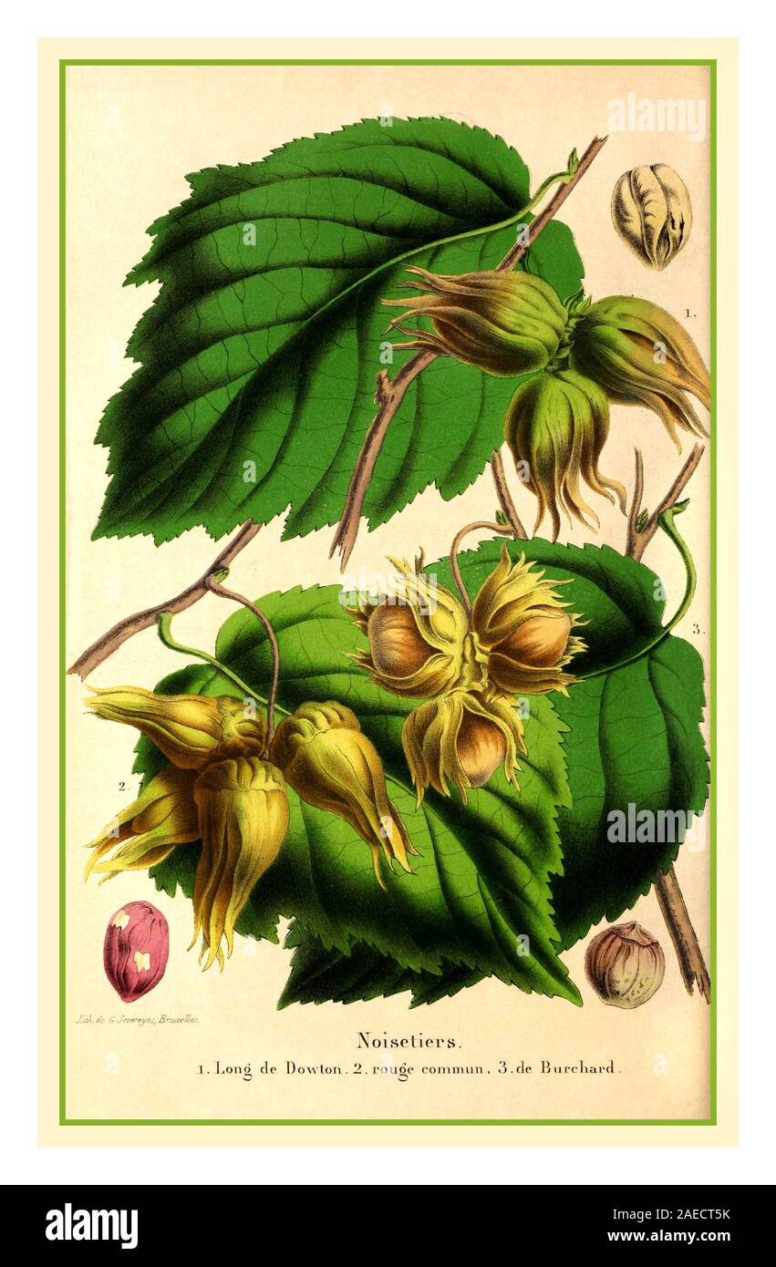 Corylus spp Cut Out Stock Images & Pictures - Alamy