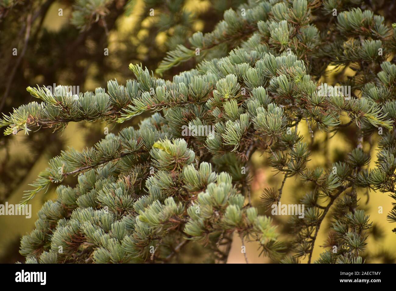 Israeli Tree branch in Sacher Park Jerusalem in June 2019 Stock Photo ...