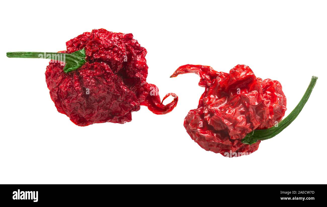 Dried Carolina Reaper chile peppers, whole pods. Capsicum chinense ...