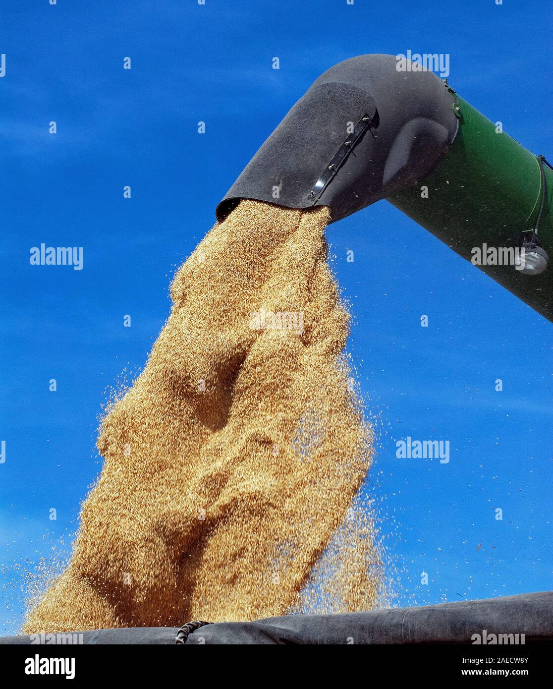 Combine pours out grain hi-res stock photography and images - Alamy