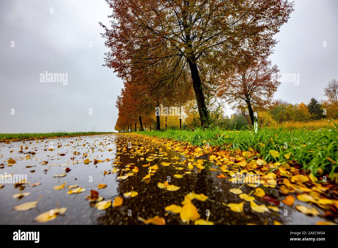 Country road, autumn, fog, rainy weather, tree avenue, wet road, leaves ...