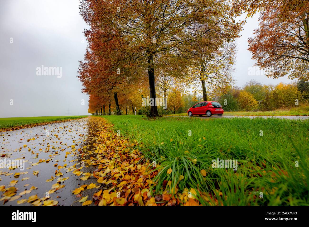 Country road, autumn, fog, rainy weather, tree avenue, wet road, leaves ...