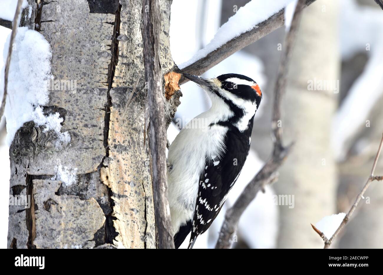 Tree creeper tree climber hi-res stock photography and images - Alamy