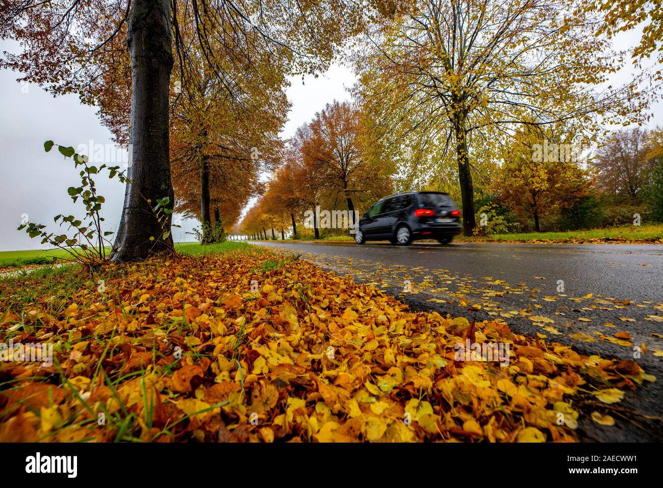 Country road, autumn, fog, rainy weather, tree avenue, wet road, leaves ...