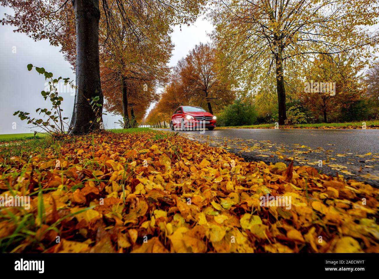 Country road, autumn, fog, rainy weather, tree avenue, wet road, leaves ...