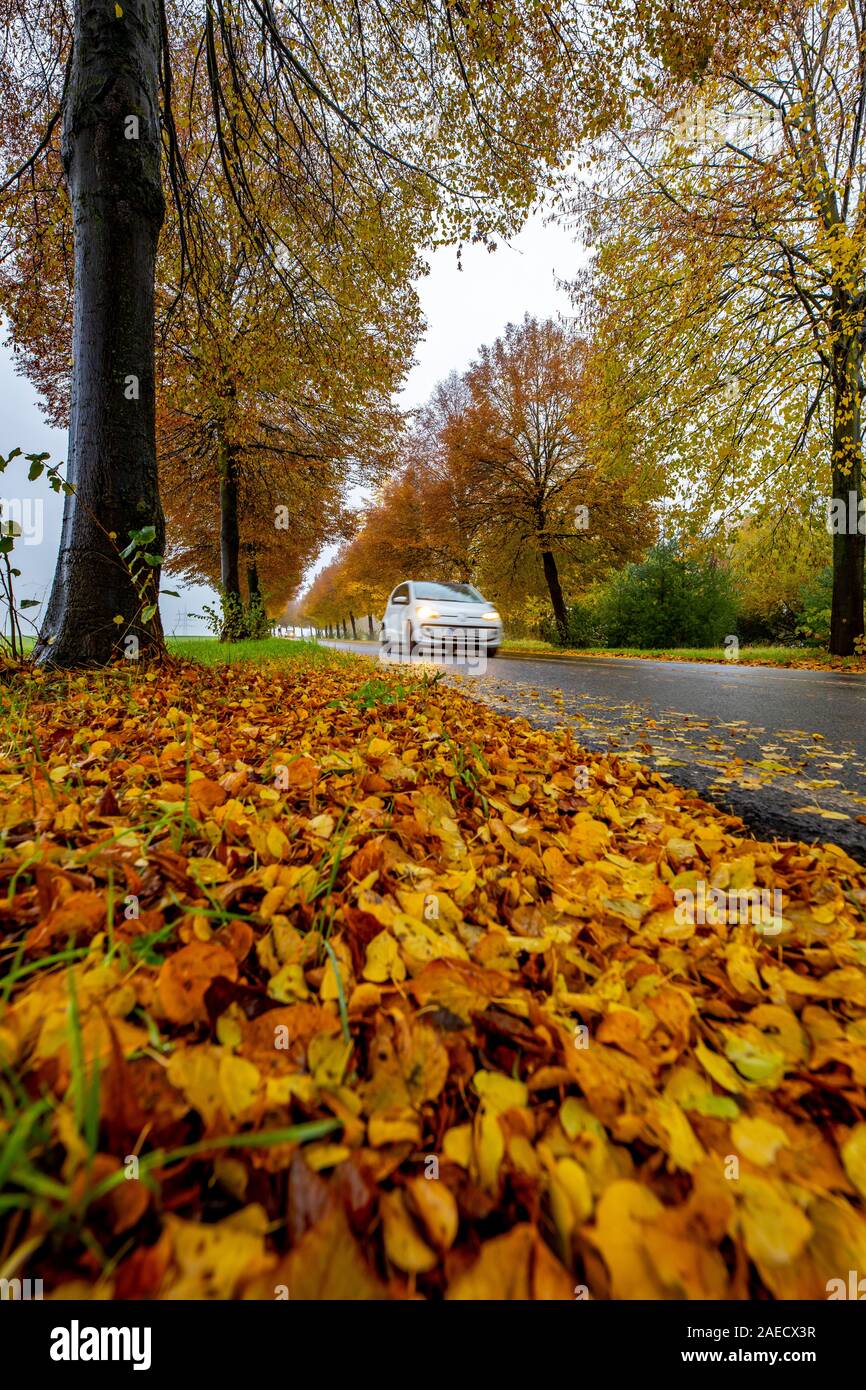 Country road, autumn, fog, rainy weather, tree avenue, wet road, leaves ...
