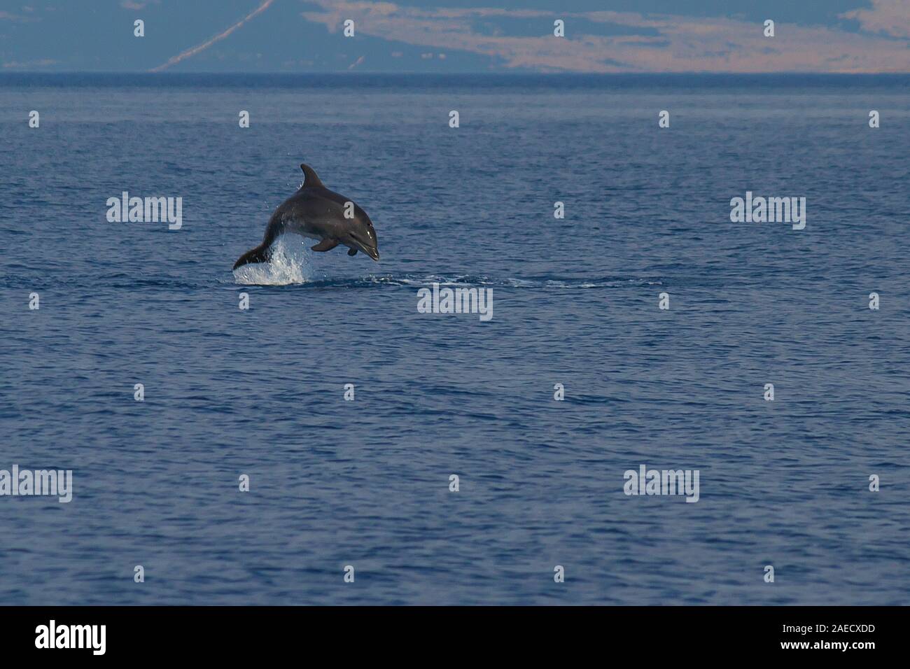 dolphin jumping in open sea Stock Photo - Alamy