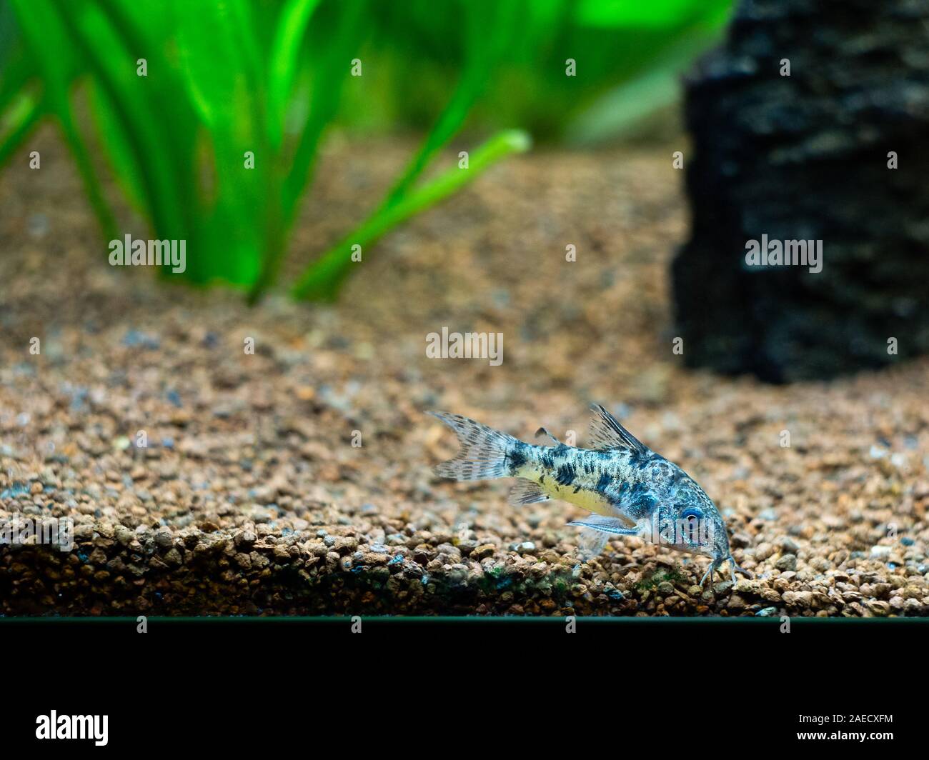 Corydora hi-res stock photography and images - Alamy