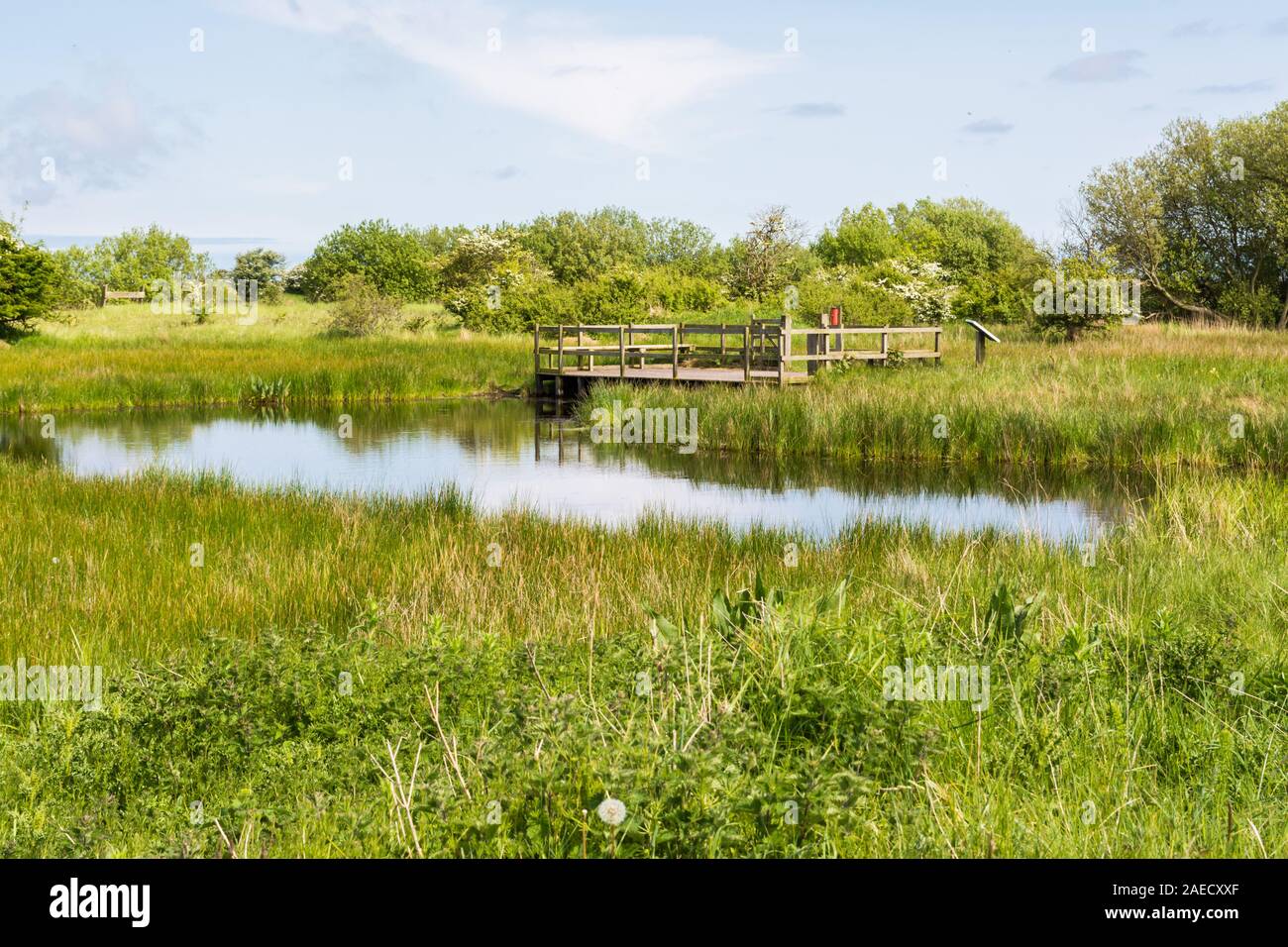 Wildlife pond in nature reserve Stock Photo - Alamy