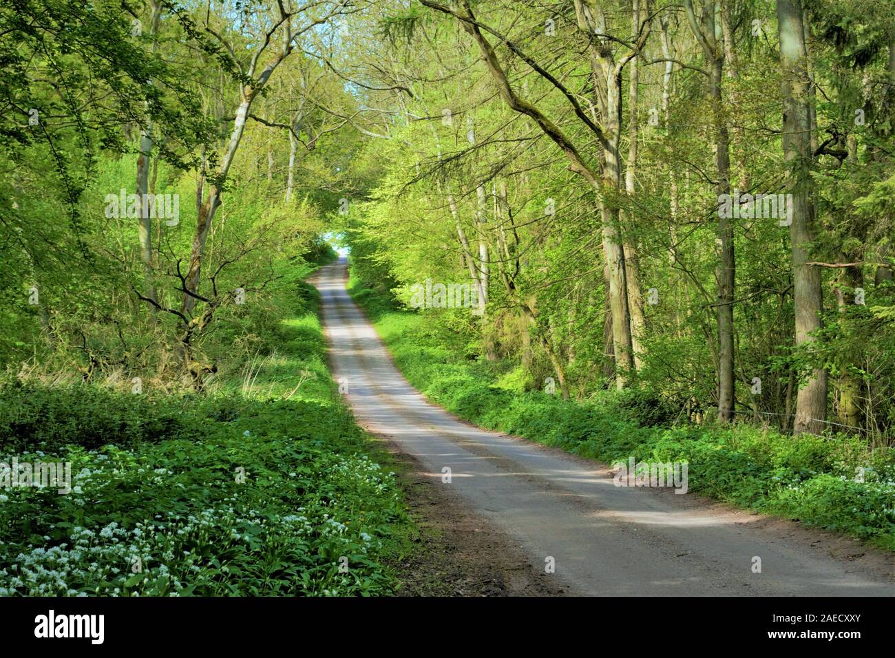 Country lane woods hi-res stock photography and images - Alamy