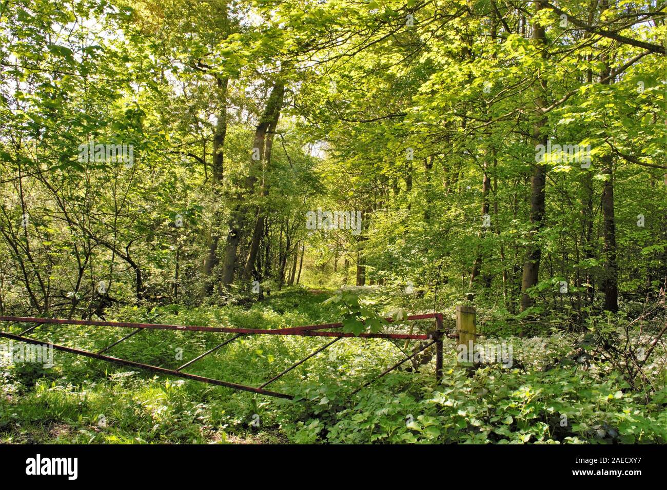 Spring woodland with gate and path Stock Photo - Alamy