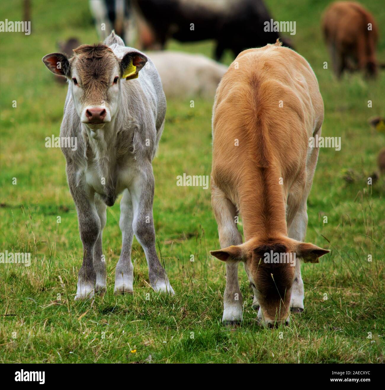 Calves in field hi-res stock photography and images - Alamy