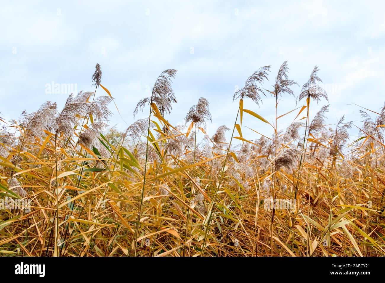 Reeds And Rushes High Resolution Stock Photography and Images - Alamy