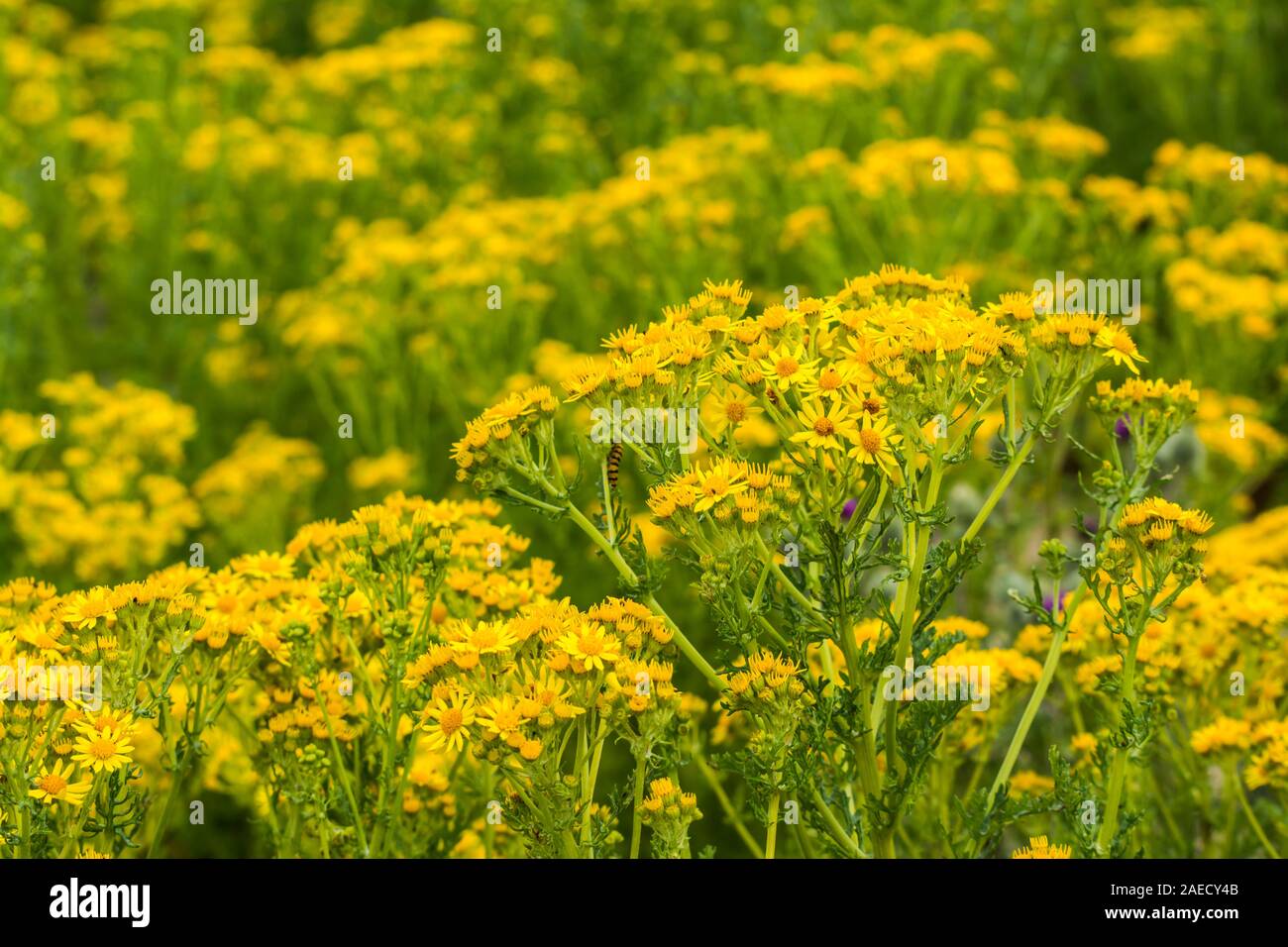 Field of yellow ragwort Stock Photo - Alamy