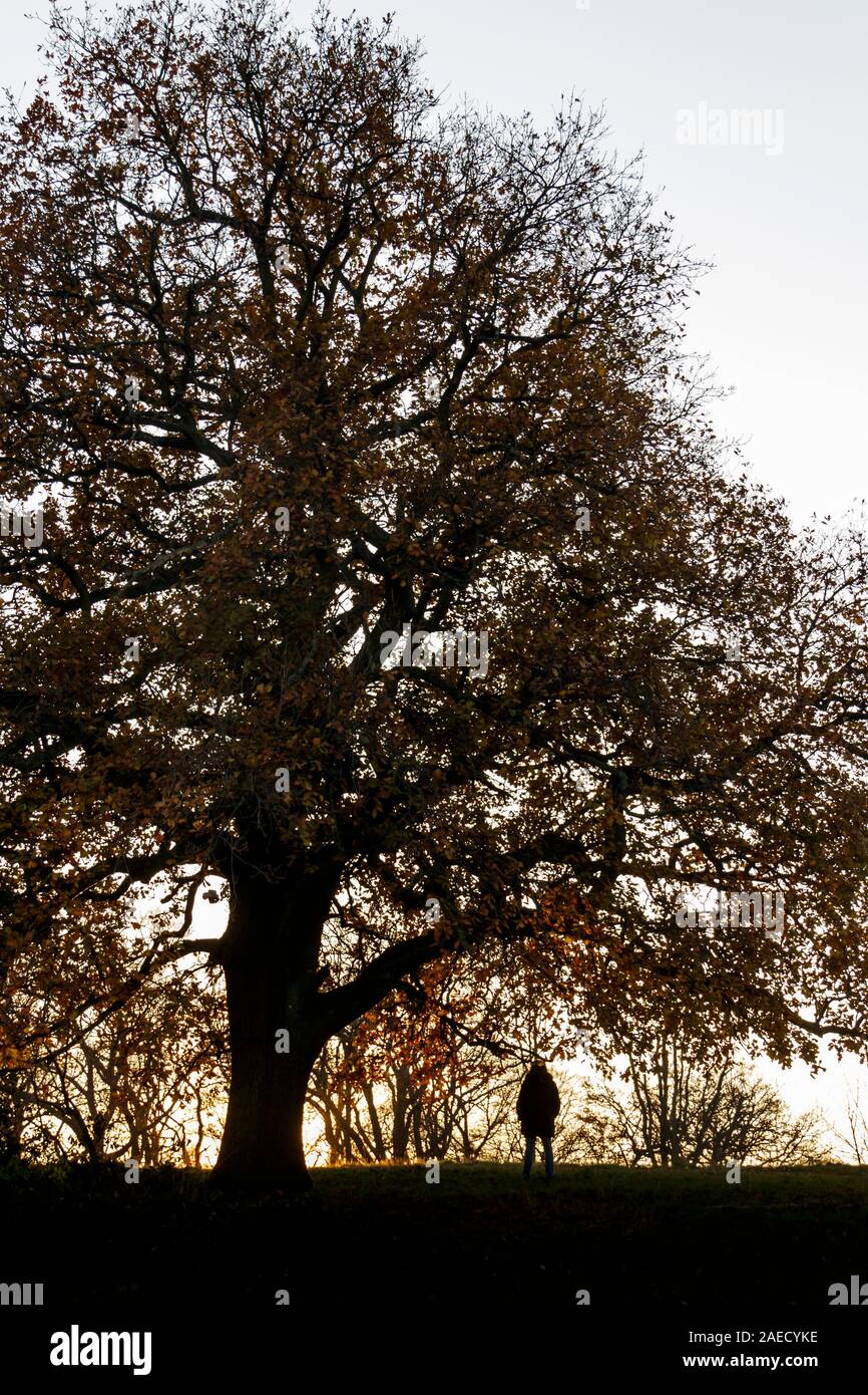 A single figure under a bare-branched tree watching the sunset ...