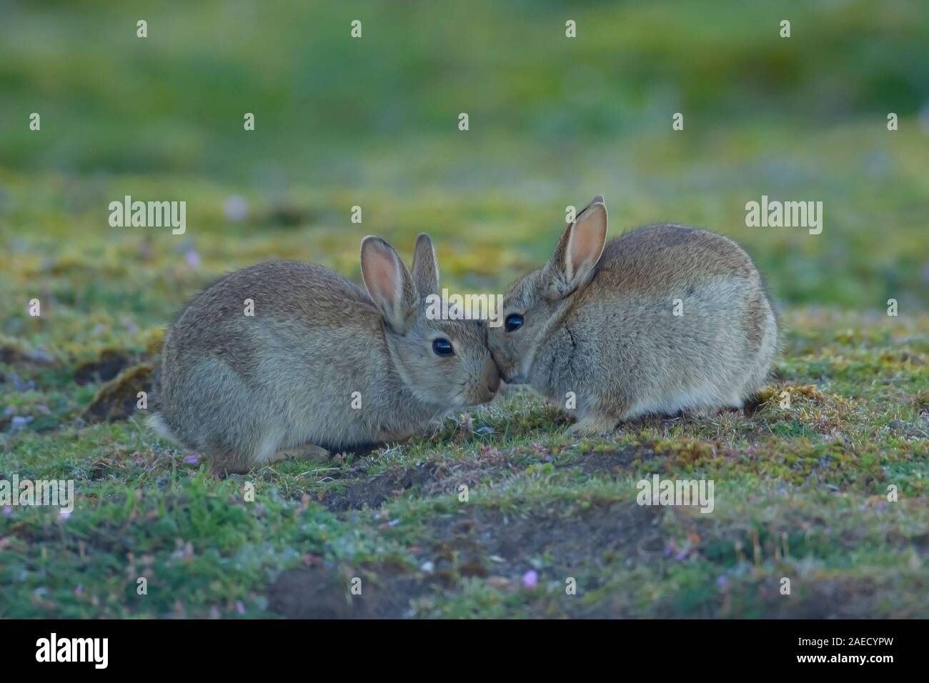 Rabbit (Oryctolagus cuniculus) two juvenile kits greeting each other ...
