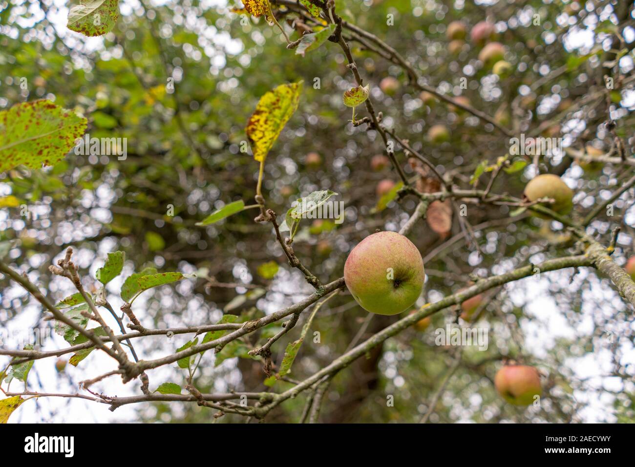 Apple tree october hi-res stock photography and images - Alamy