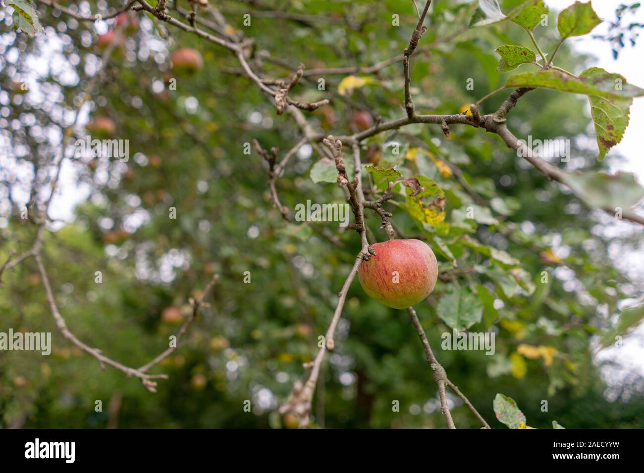Old apple tree natural hi-res stock photography and images - Alamy
