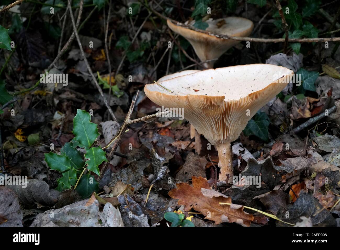 The Trooping Funnel, Infundibulicybe (Clitocybe) geotropa growing ...