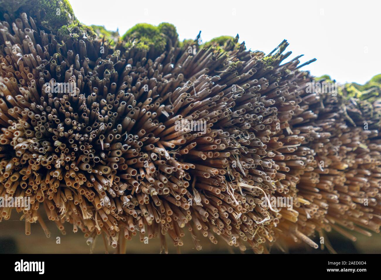 Detail of a roof made of straw Stock Photo - Alamy