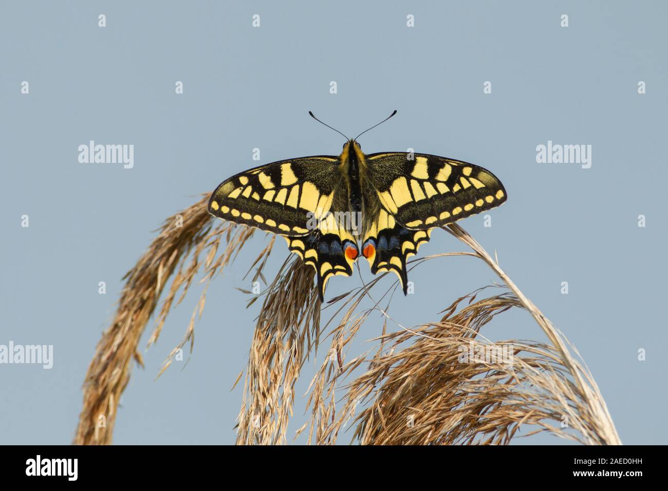 English swallowtail butterfly (Papilio machaon britannicus ) resting on ...