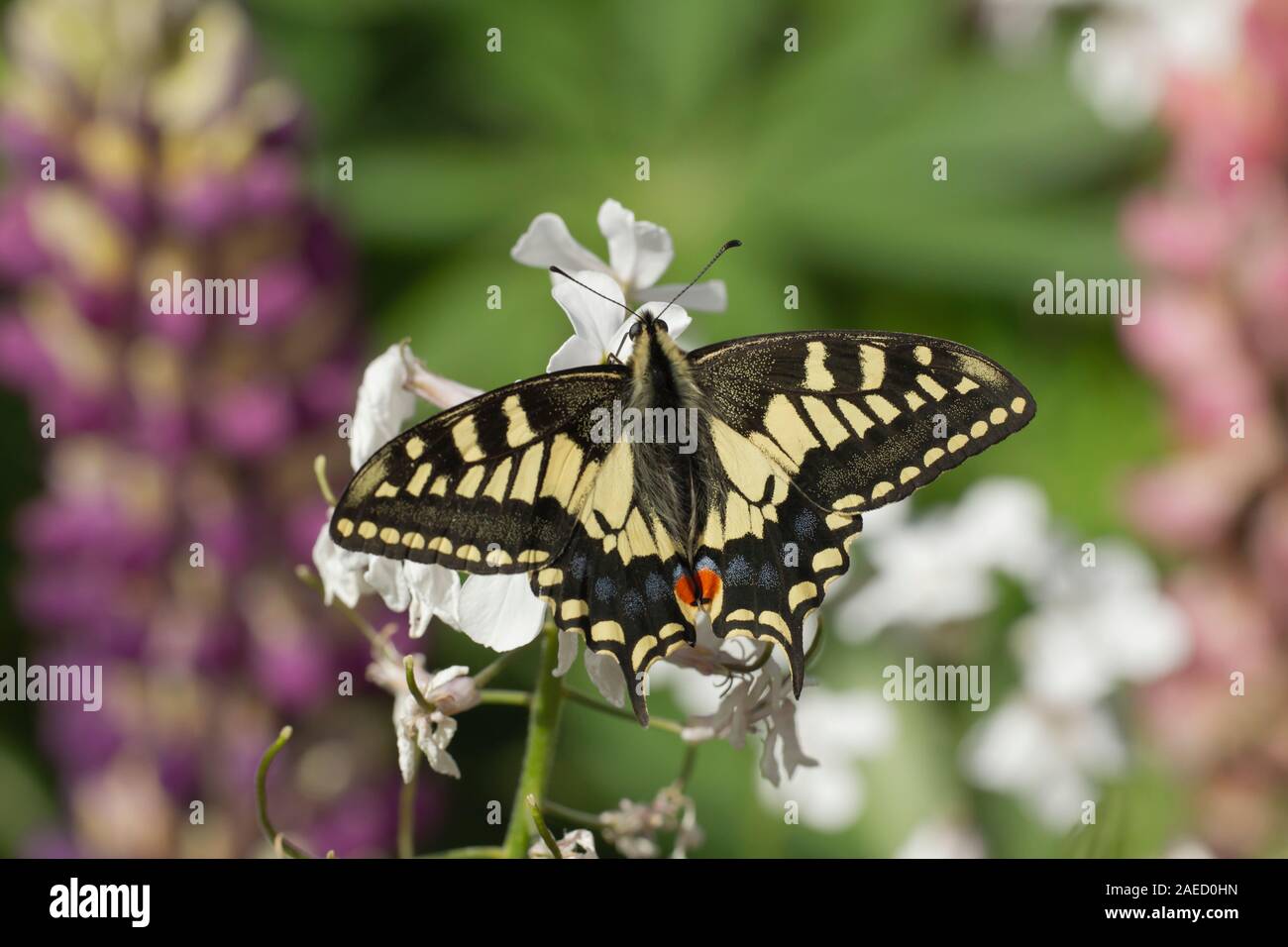 English swallowtail hi-res stock photography and images - Alamy