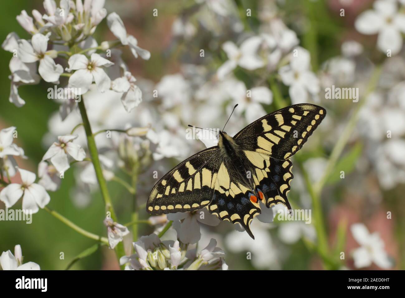 English butterflies hi-res stock photography and images - Alamy