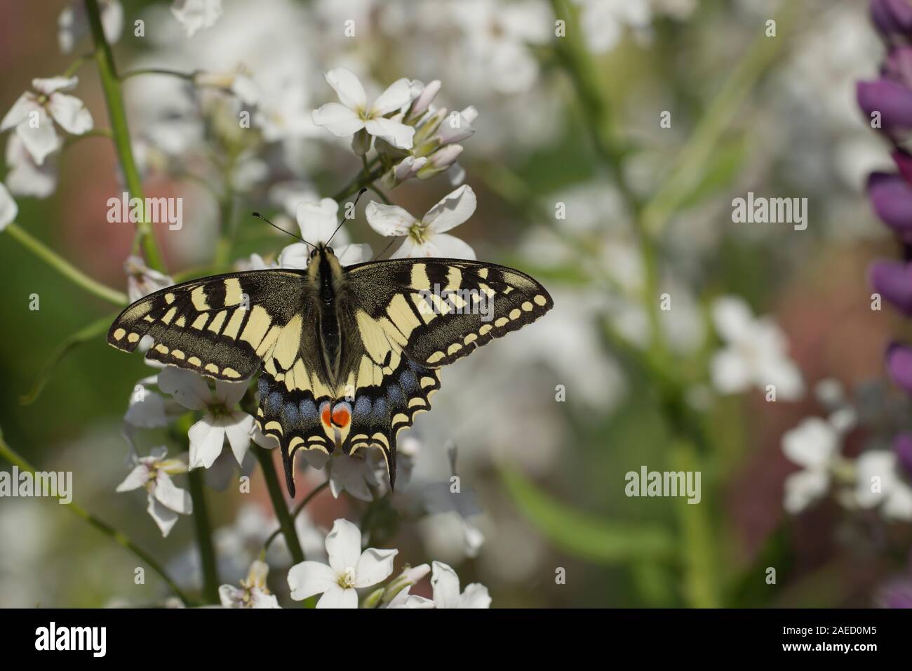 English swallowtail butterfly (Papilio machaon britannicus ) resting on ...