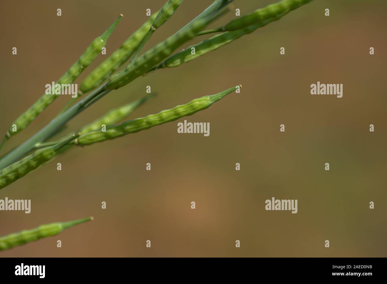 Green mustard pods growing at agriculture field. farm land Stock Photo ...