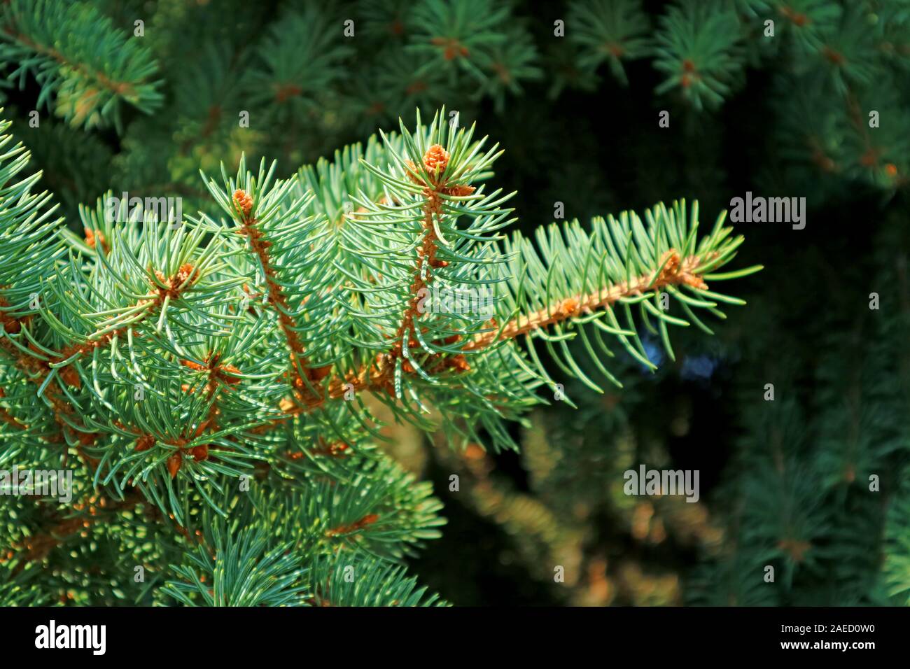 Tree green asia fir hi-res stock photography and images - Alamy