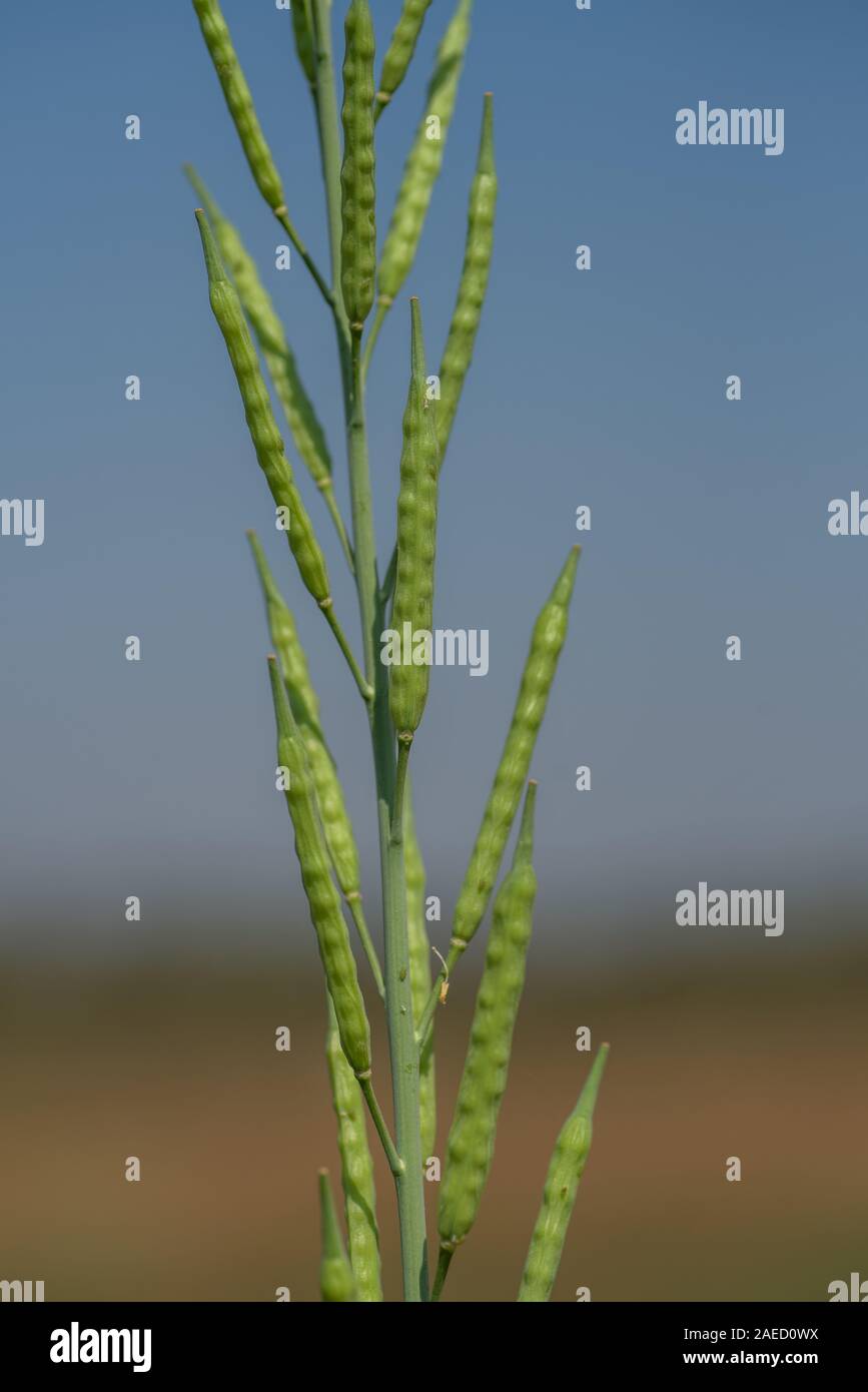 Green mustard pods growing at agriculture field. farm land Stock Photo ...
