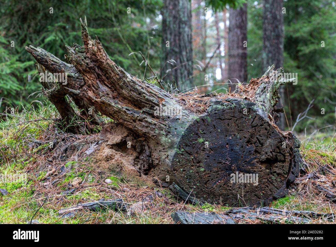 Old decayed coniferous trunk. Rotten wood in a coniferous forest ...